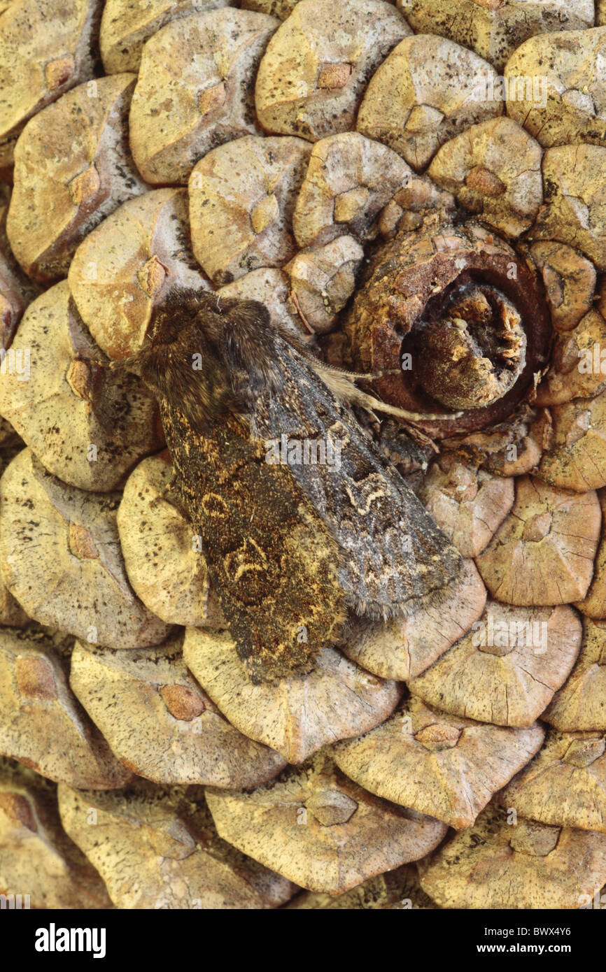 Hedge Rustic Tholera cespitis insect bug nature natural wild wildlife ...