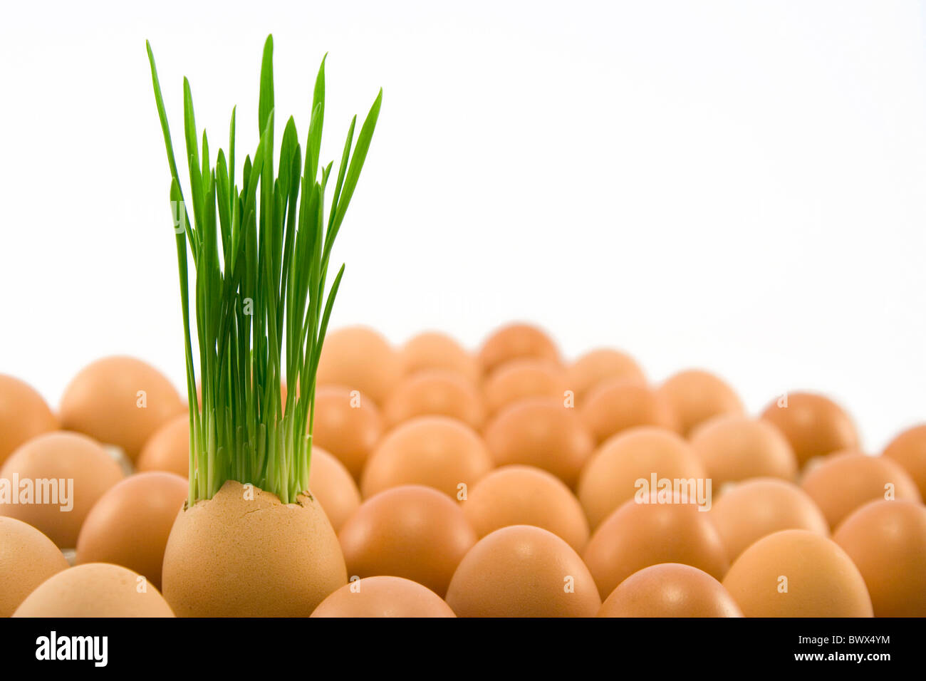 the brown egg with growing grass among other eggs Stock Photo - Alamy