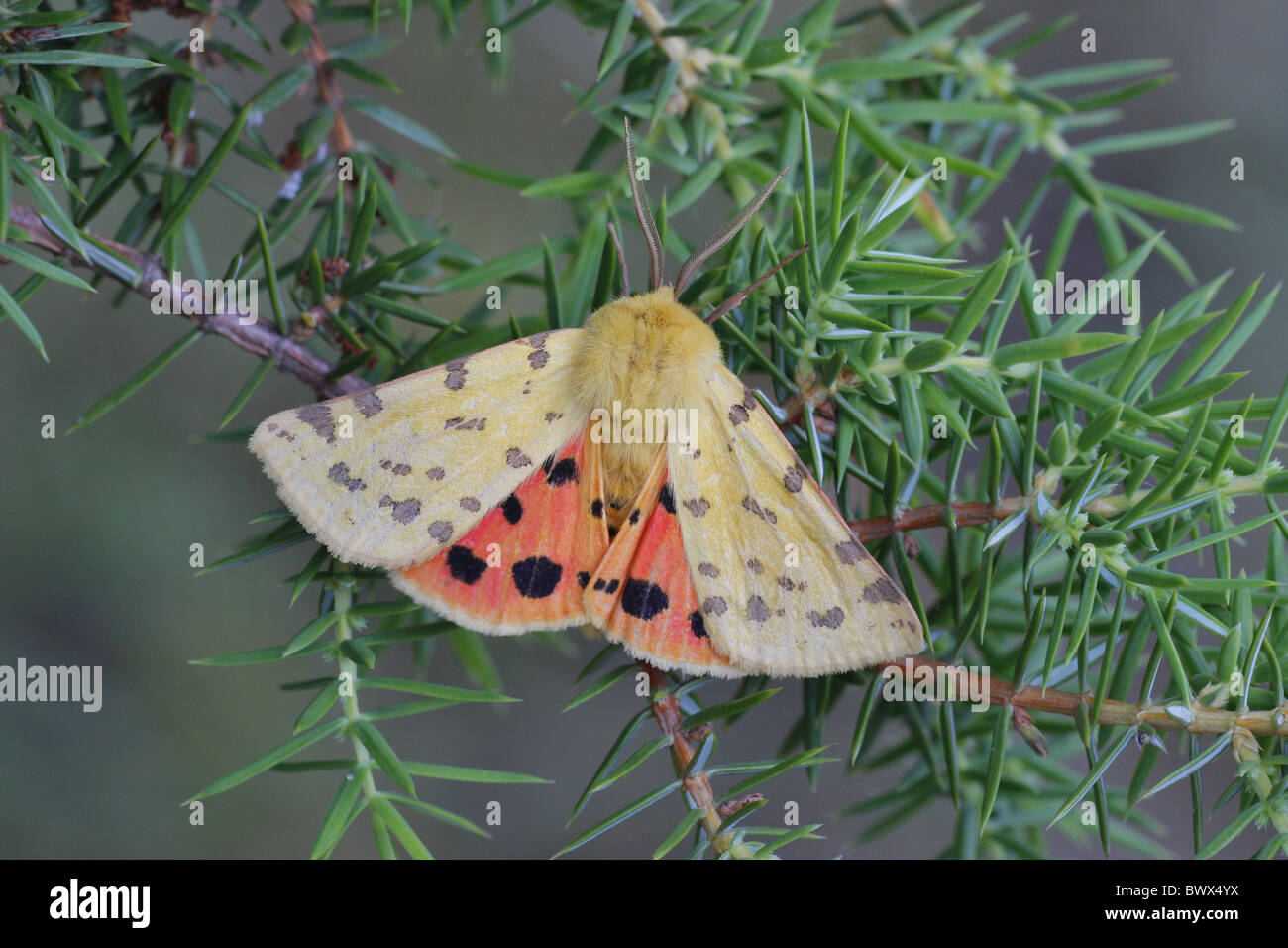 Asian moths hi-res stock photography and images - Alamy