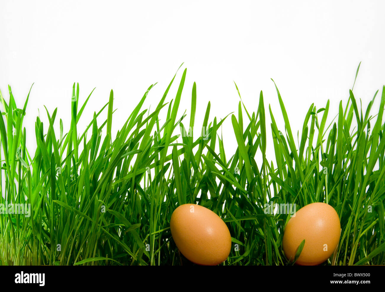 two eggs in fresh grass Stock Photo - Alamy