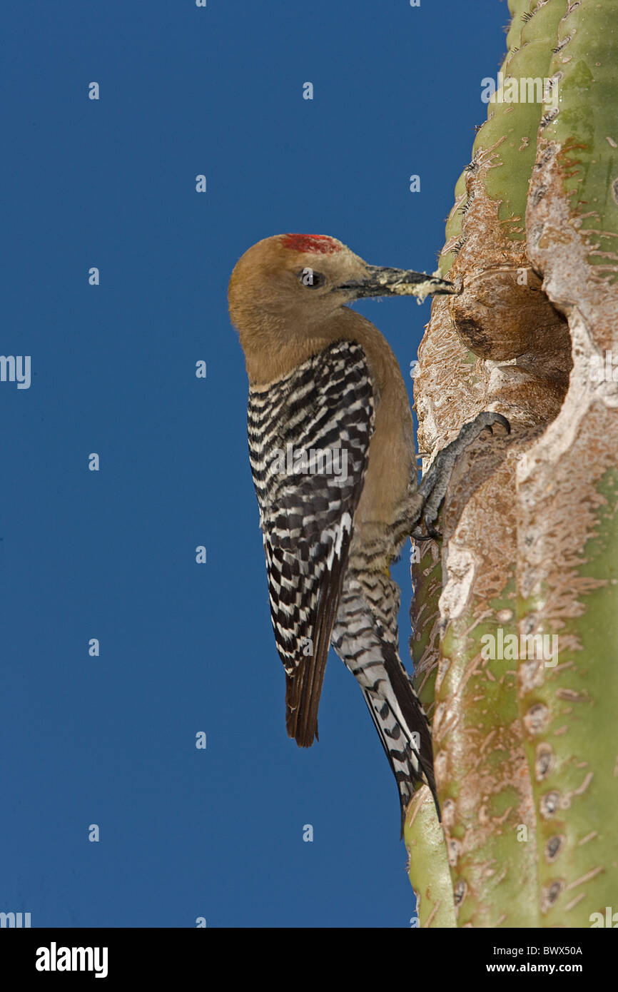 Gila Woodpecker (Melanerpes uropygialis) - Emerging from nest in ...