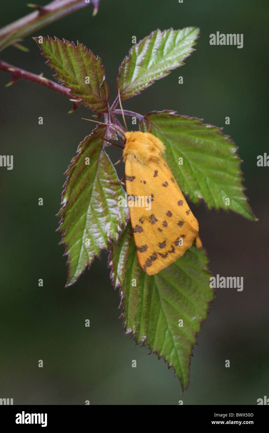 Asian moths hi-res stock photography and images - Alamy