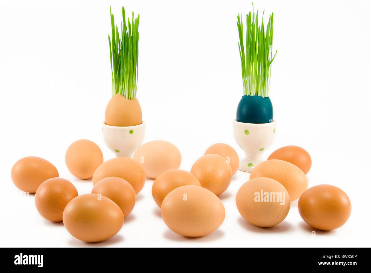 Growing cress in egg hi-res stock photography and images - Alamy