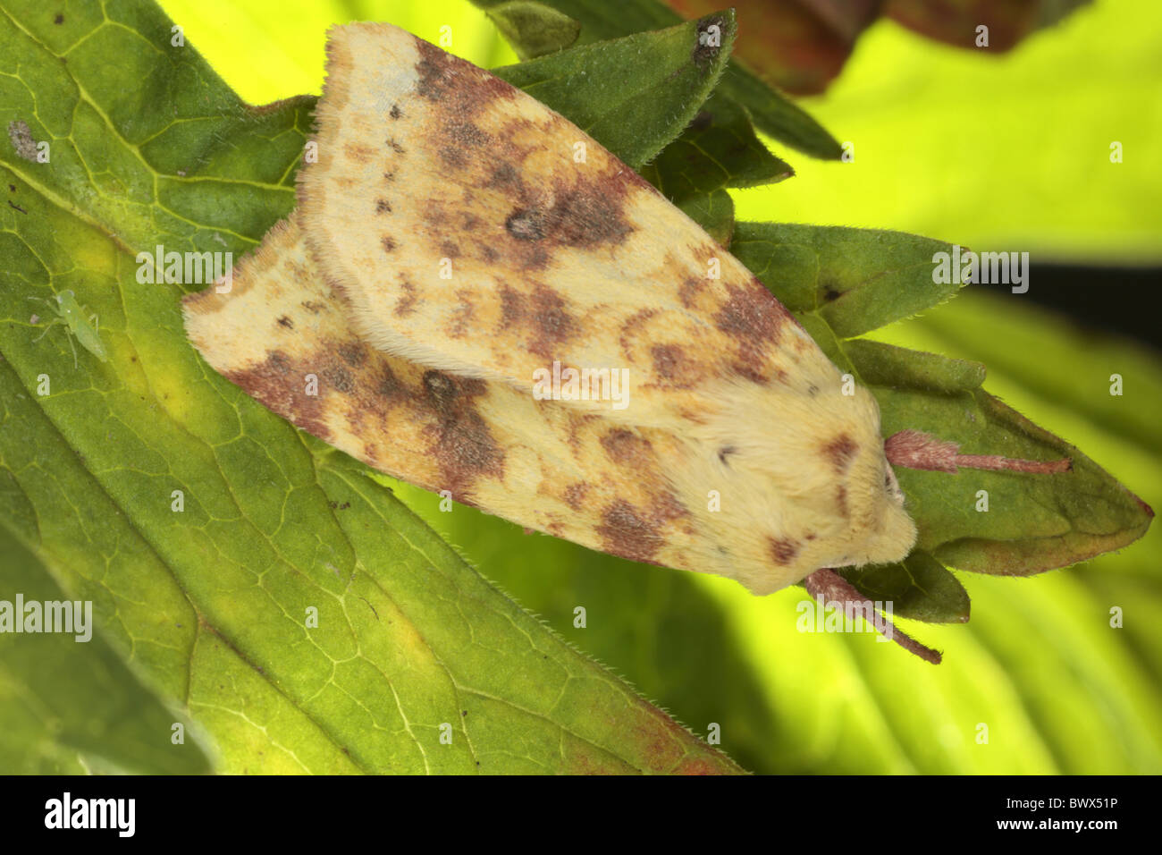 insect bug nature natural wild wildlife environment environmental ...