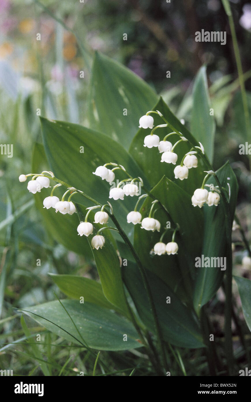 blossom flourish white May bell spring flower Stock Photo - Alamy