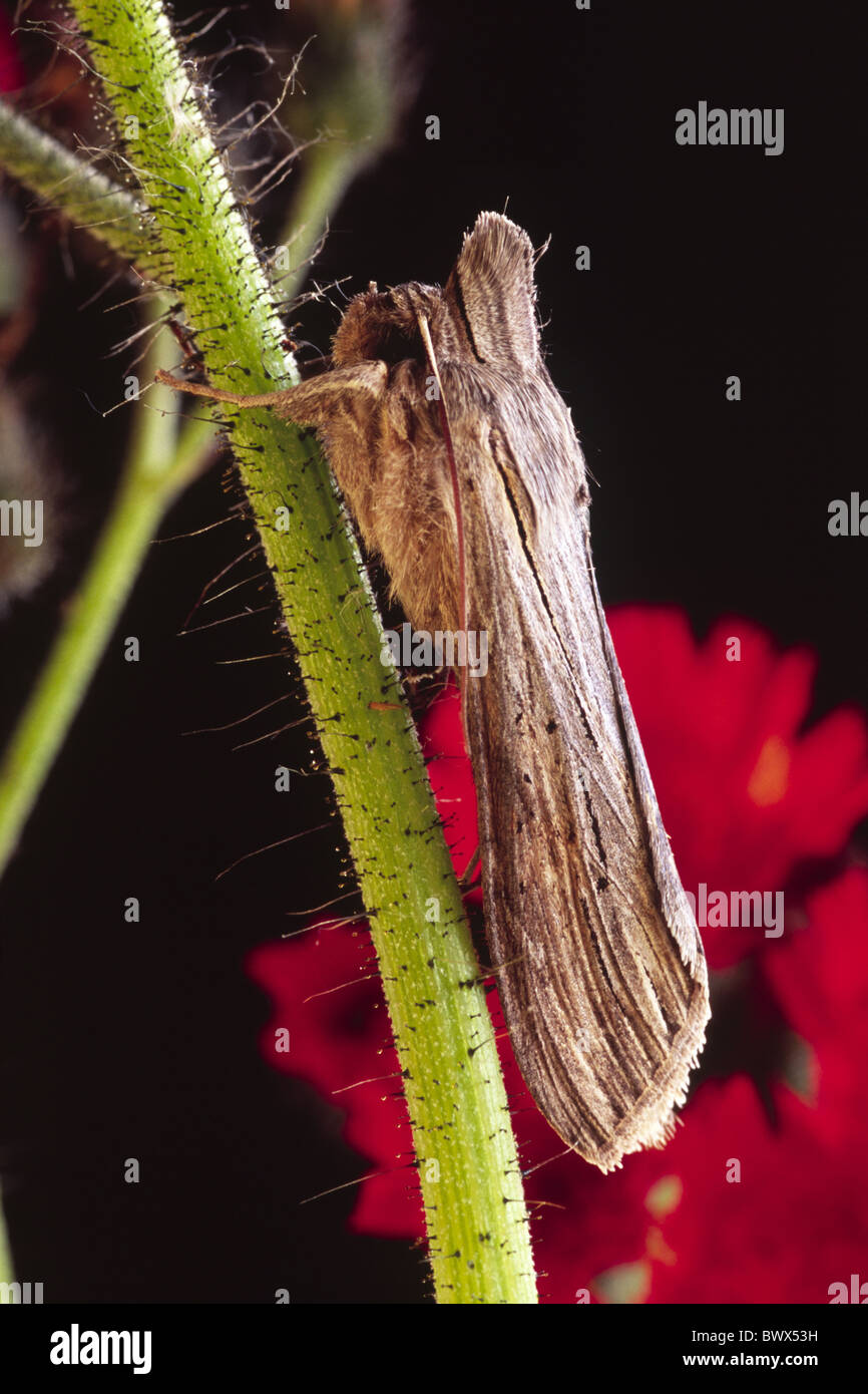 Cucullia umbratica shark insect bug nature natural wild wildlife ...