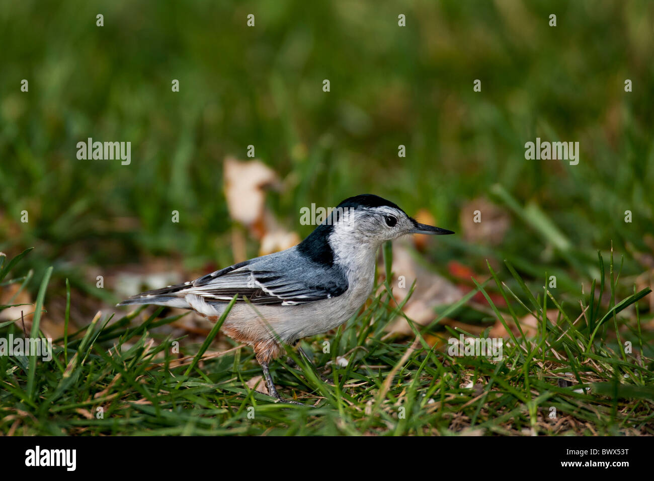 Eastern species white-breasted nuthatch feeding in green grass Stock ...