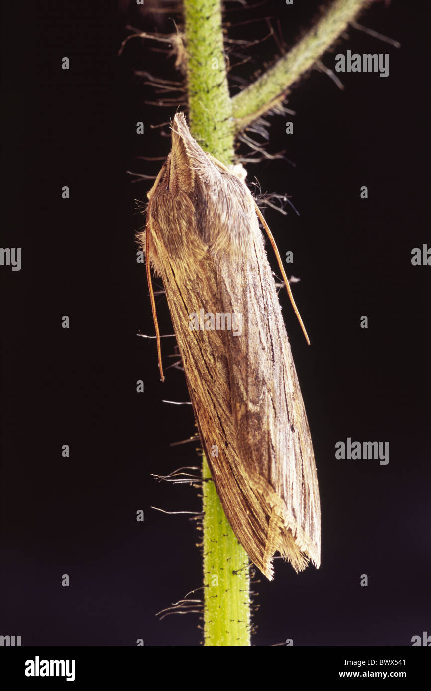 Cucullia umbratica shark insect bug nature natural wild wildlife ...