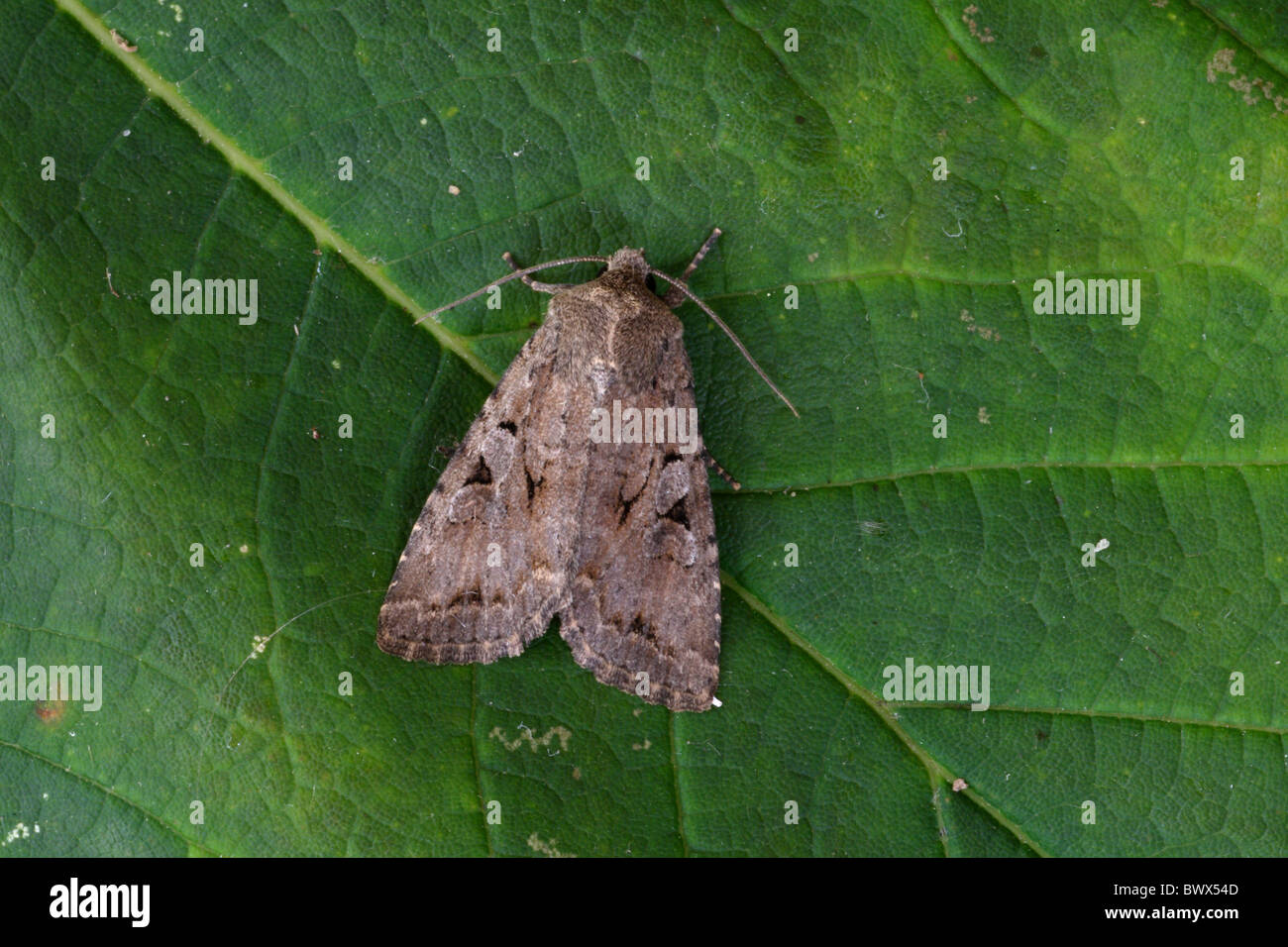 animal animals moth moths lepidoptera insect insects invertebrate ...