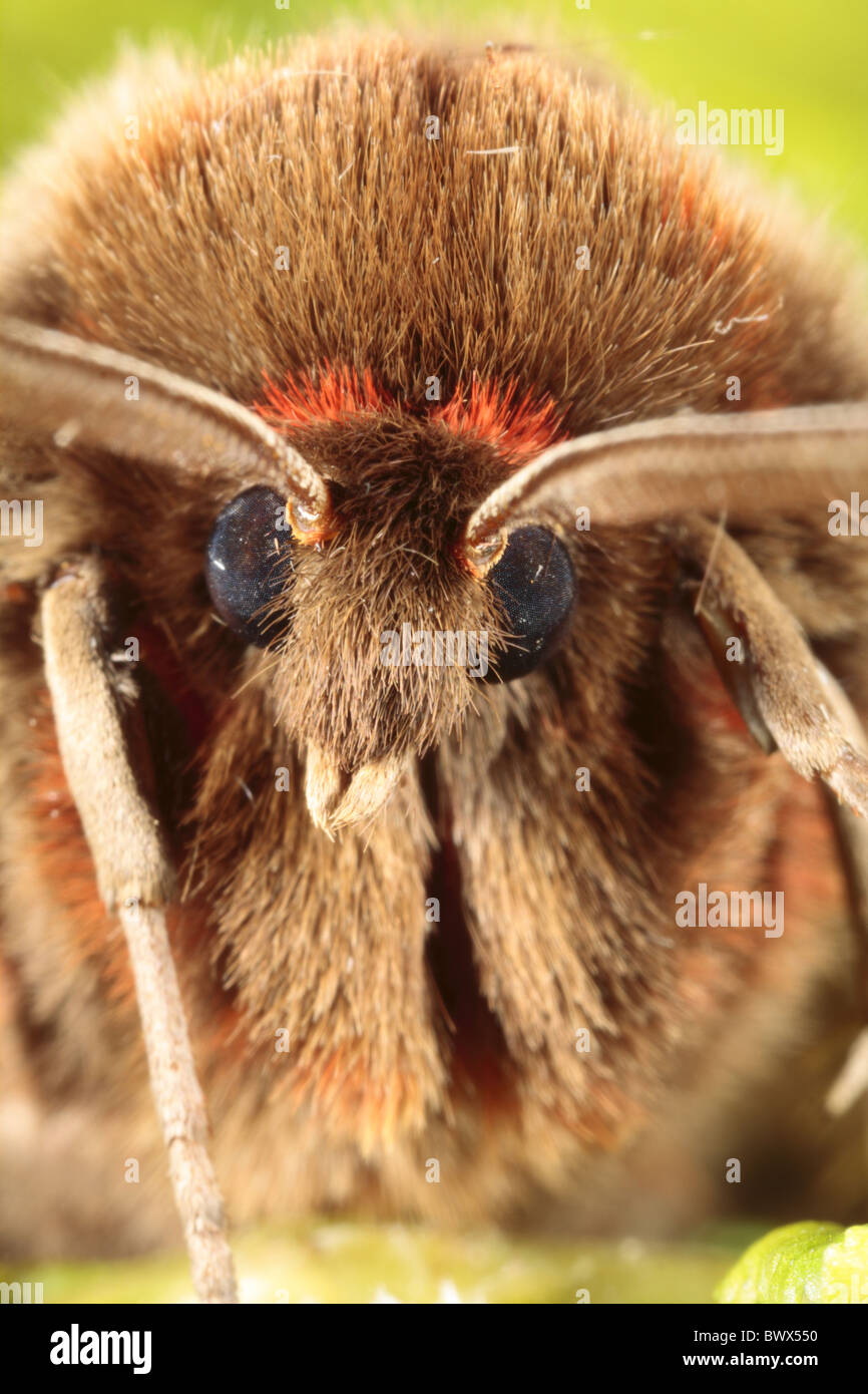 Arctia caja garden tiger head insect bug nature natural wild wildlife ...