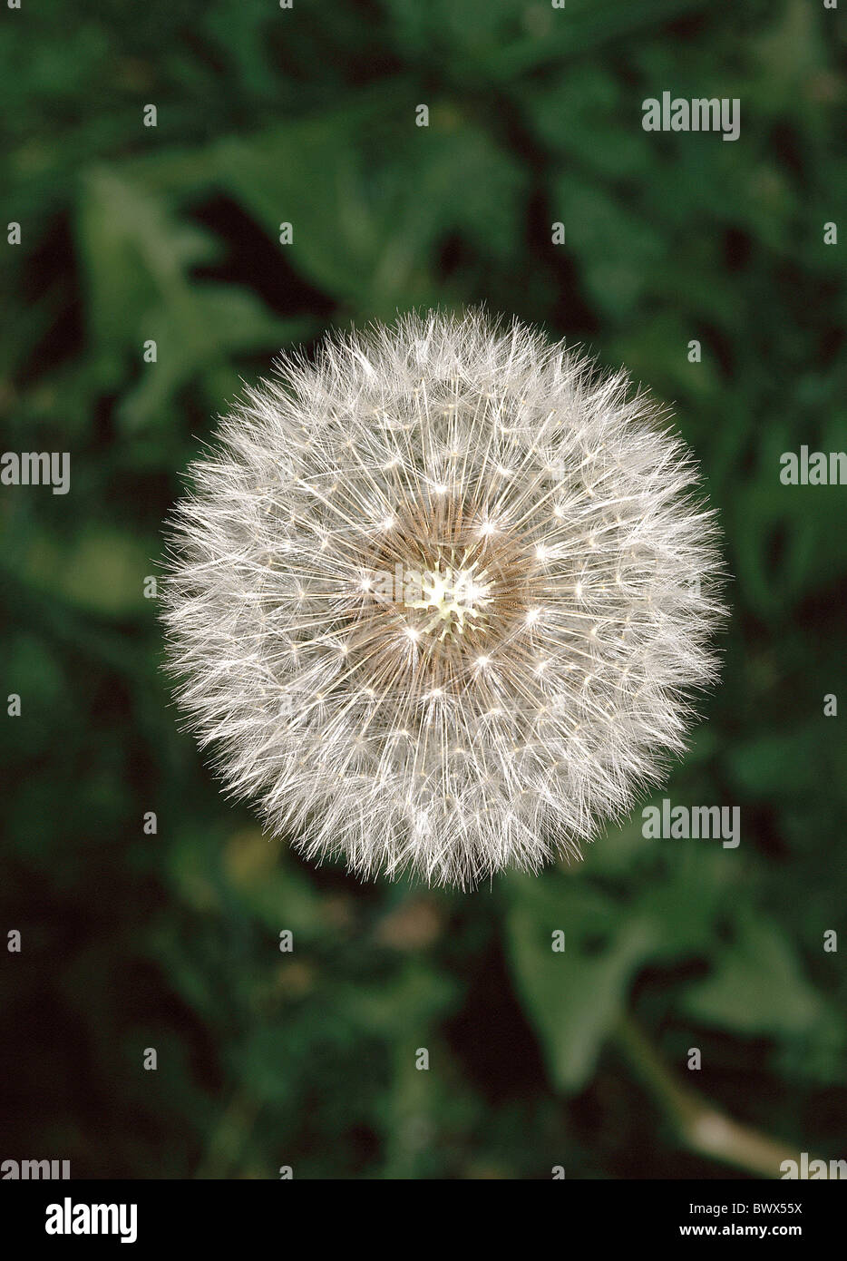 dandelion puff's flower seminal state seed sperm ball sphere puff's ...