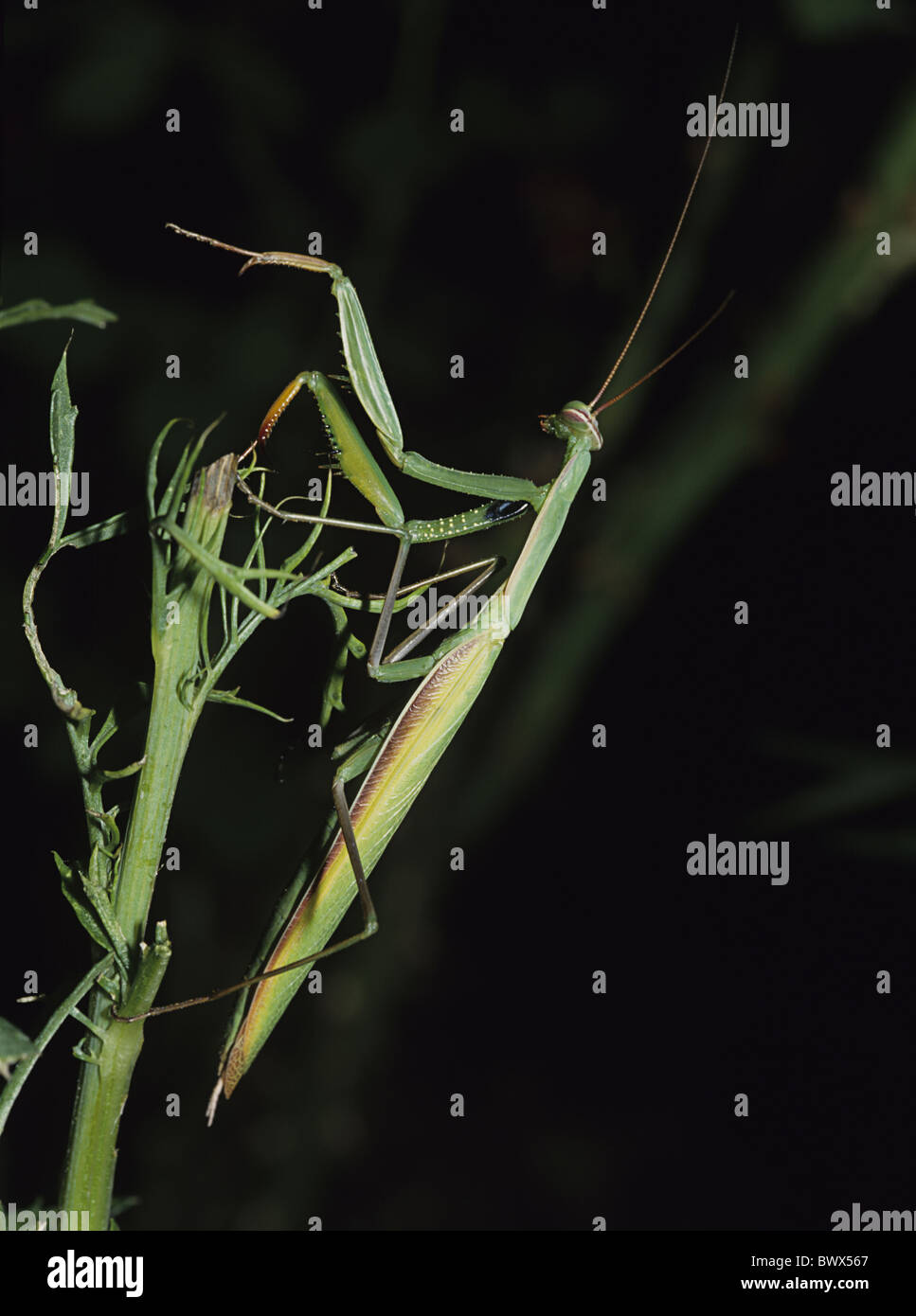 stalk praying mantis insects male males Mantis religiosa Stock Photo ...