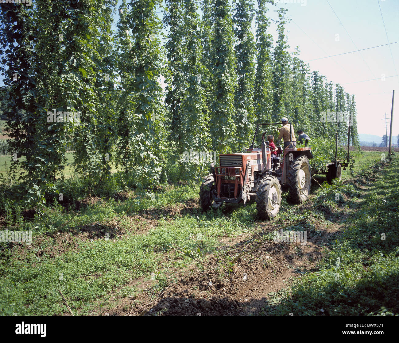 useful plants hops harvest crop farmers farmer man work field tractor ...