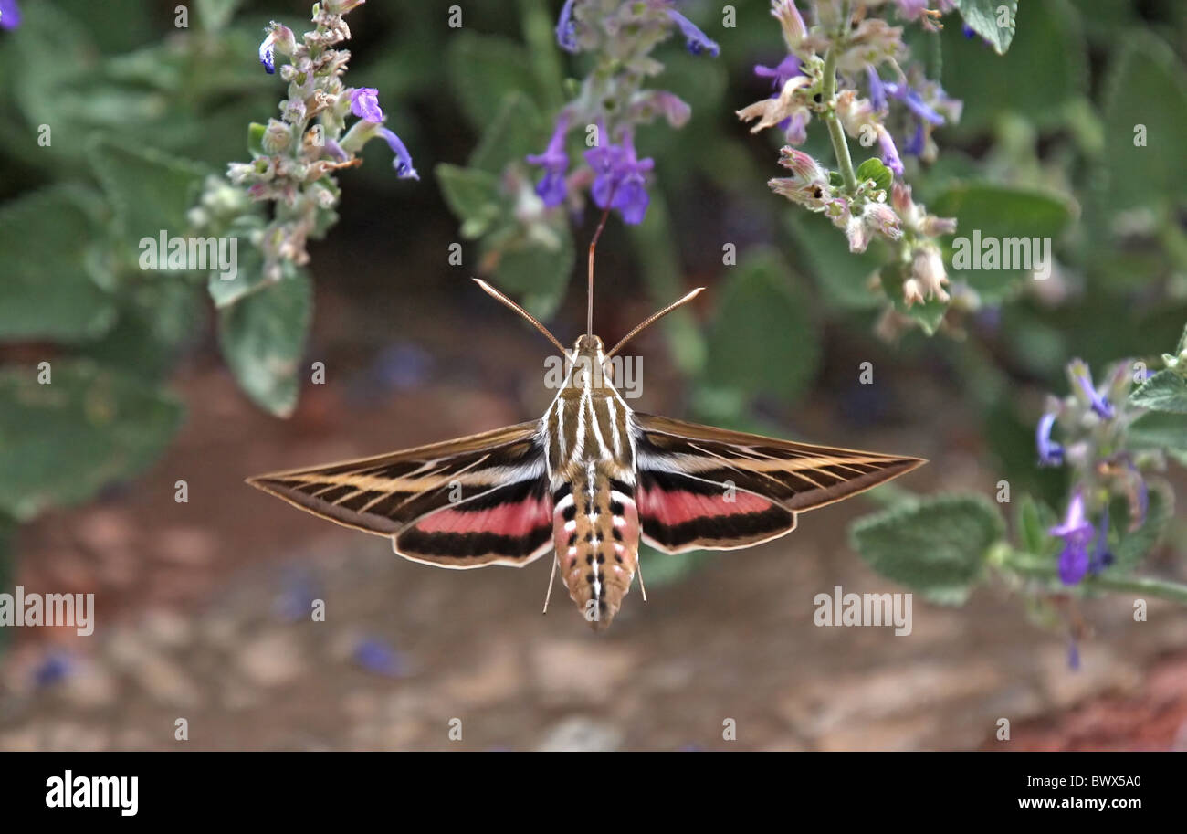 Hawl moth hi-res stock photography and images - Alamy