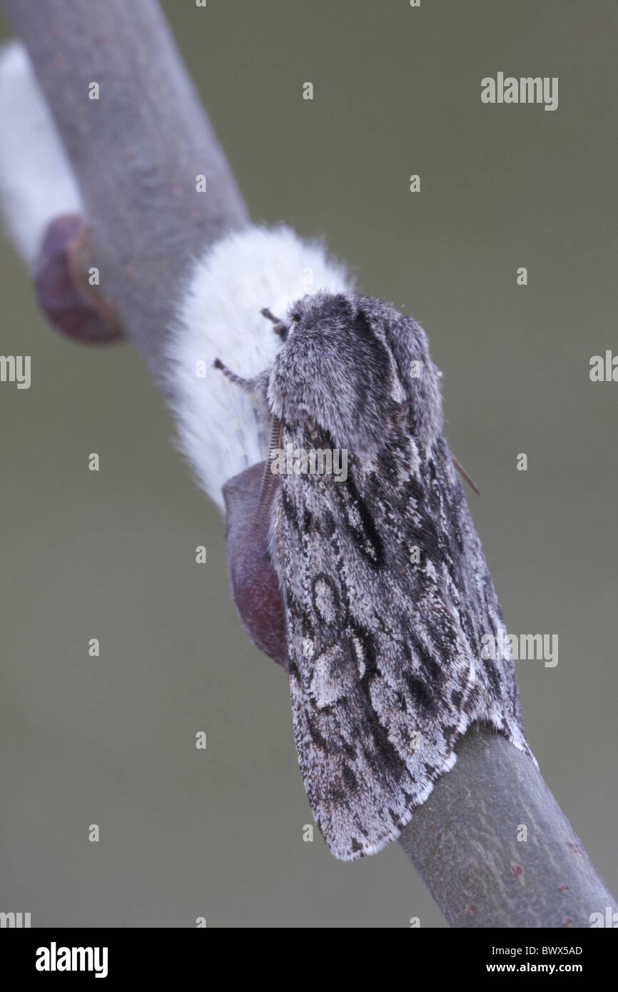 Rannoch sprawler moth hi-res stock photography and images - Alamy