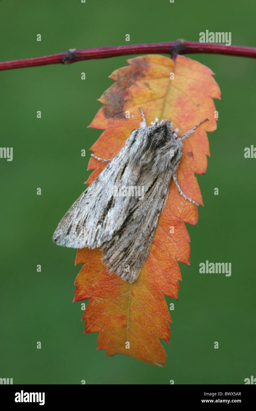 The Sprawler Moth (Brachionycha sphinx) adult, resting on Rowan (Sorbus ...
