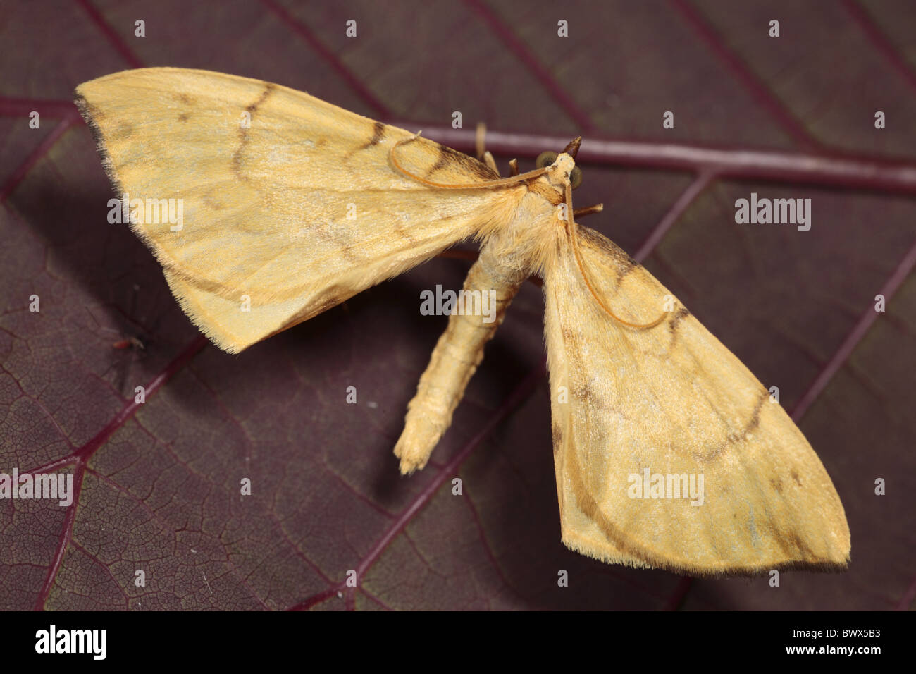 Barred Straw Eulithis pyraliata nature natural wild wildlife ...