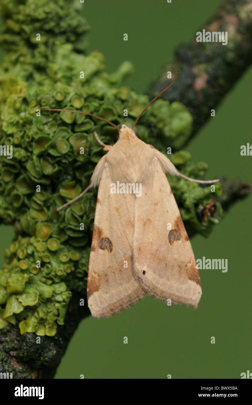 animal animals moth moths lepidoptera insect insects invertebrate ...