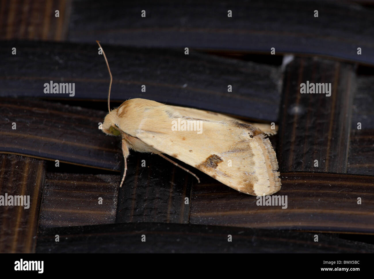 Asian moths hi-res stock photography and images - Alamy