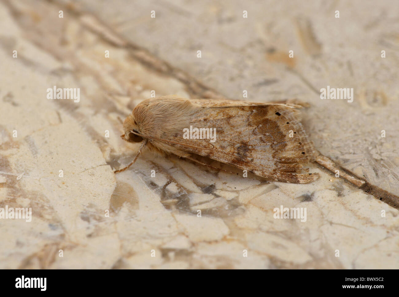 Eastern Bordered Straw Moth Heliothis nubigera Stock Photo - Alamy