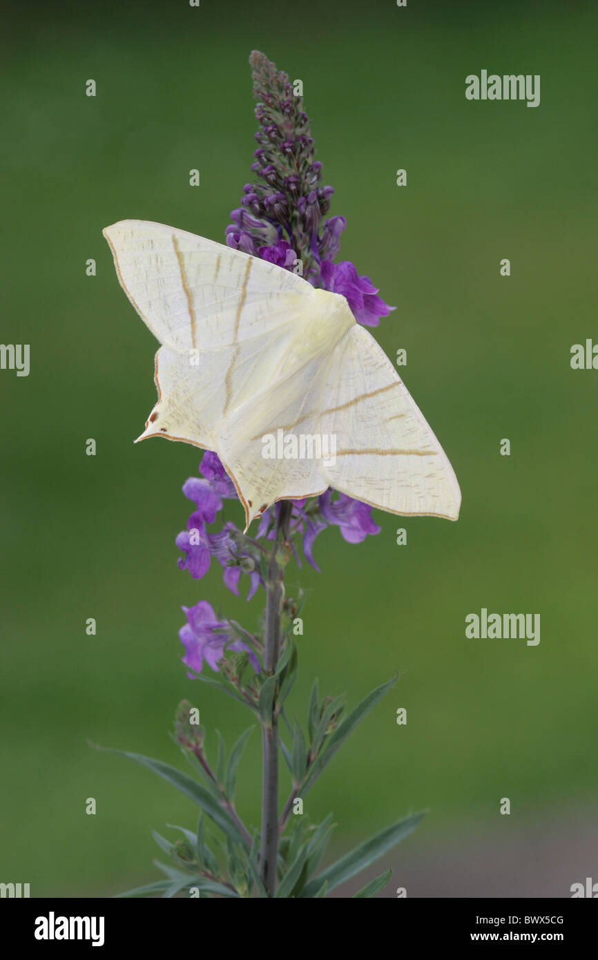 Swallow-tailed Moth (Ourapteryx sambucaria) adult, resting on Purple ...