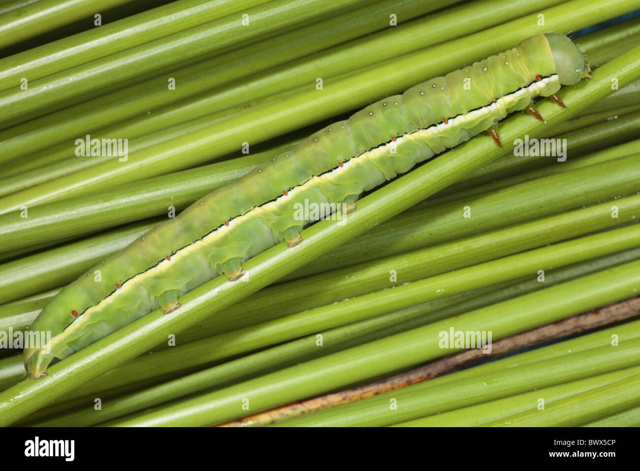 Red Sword-grass Sword grass Xylena vetusta larva caterpillar nature ...