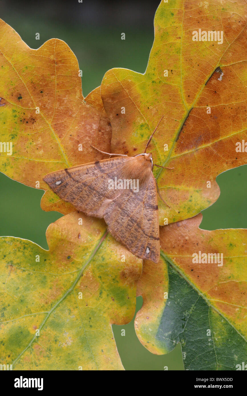 Feathered thorn moth hi-res stock photography and images - Alamy