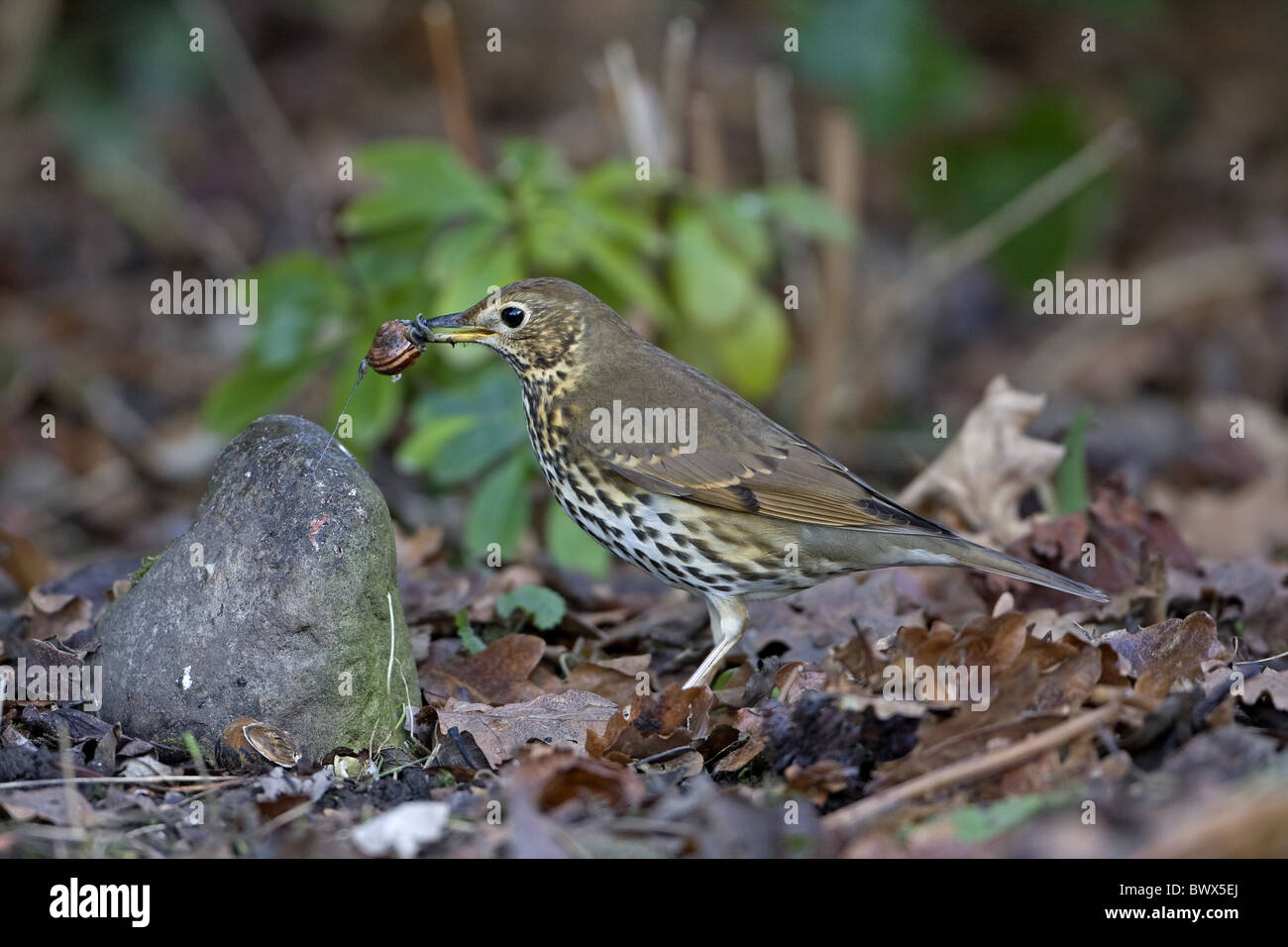 Smashing shell on rock anvil hi-res stock photography and images - Alamy