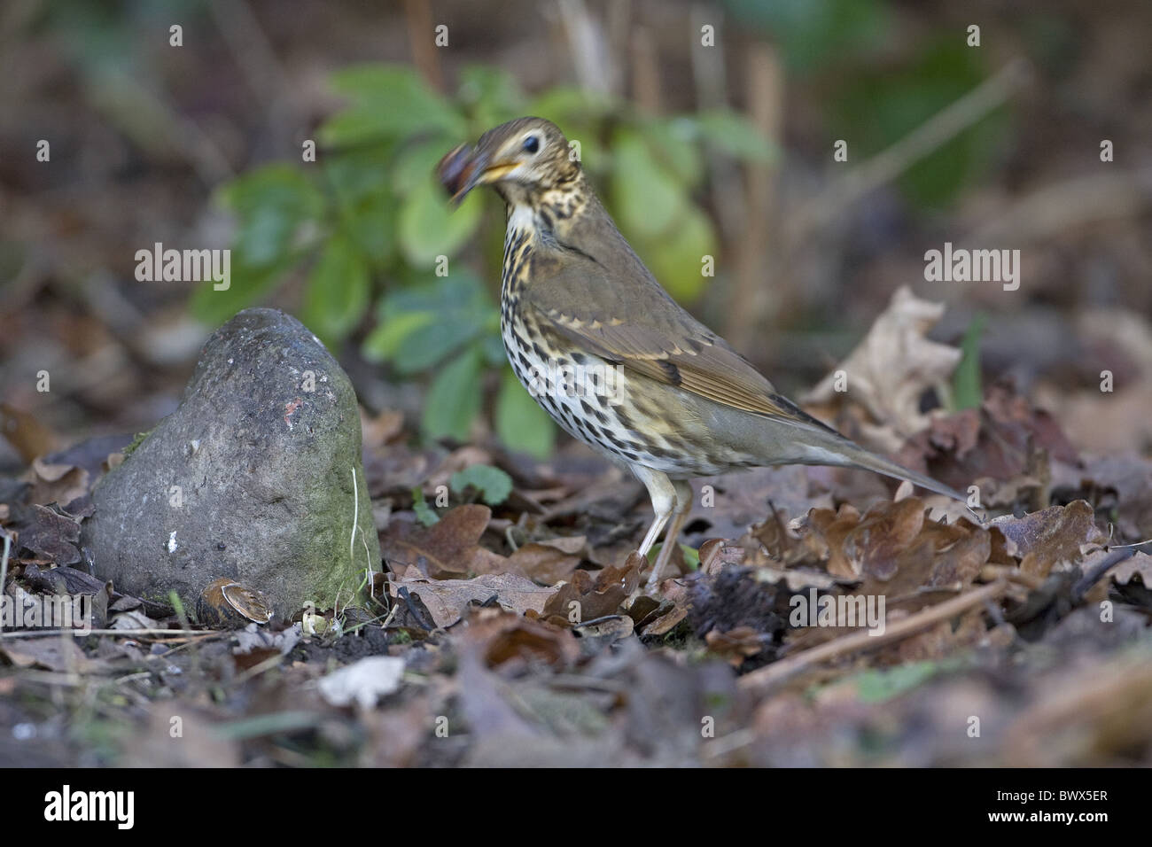 Song Thrush (Turdus philomelos) adult, feeding on snail, smashing shell ...