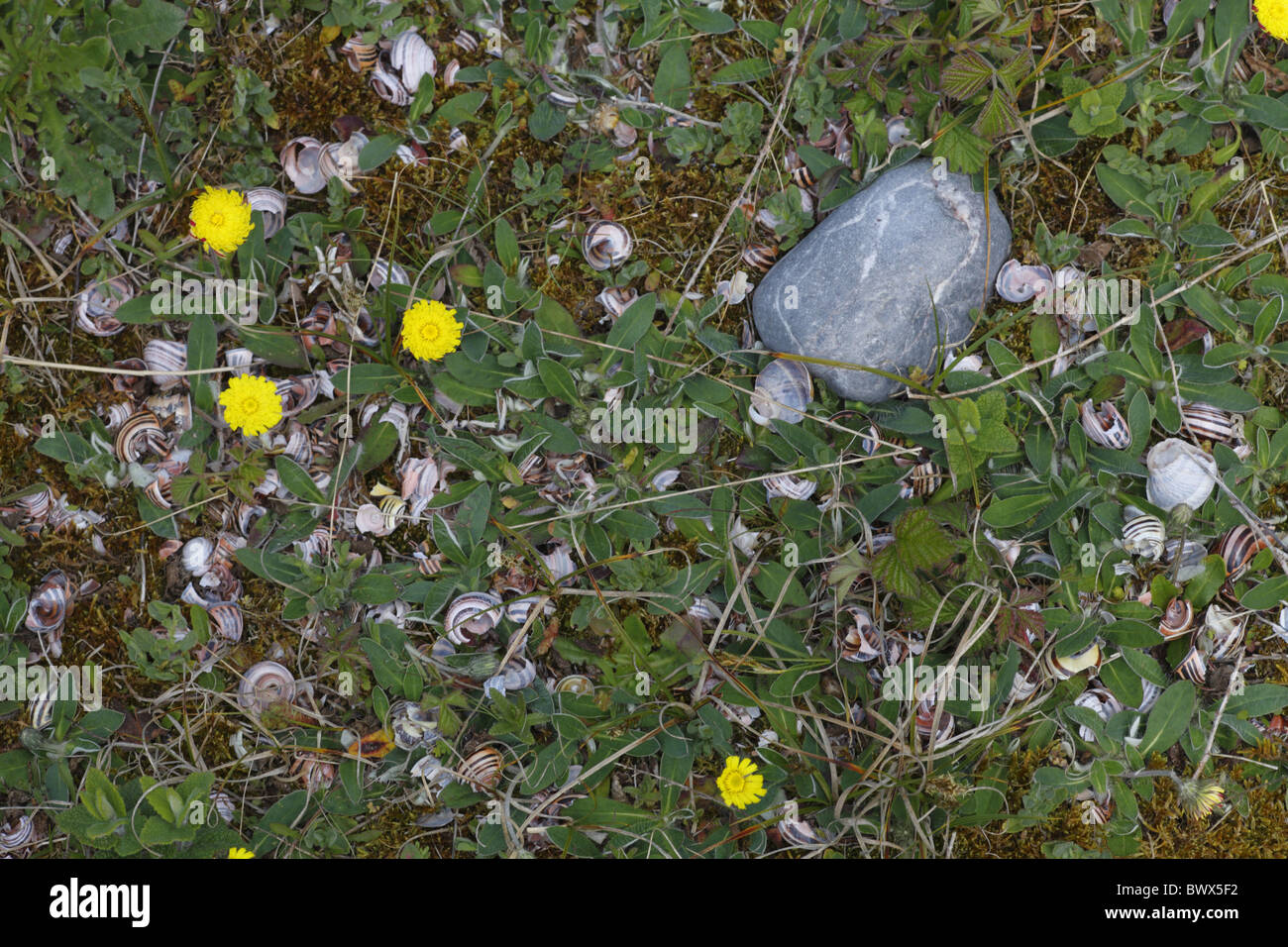 Song Thrush (Turdus philomelos) anvil, with remains of Banded Snail ...