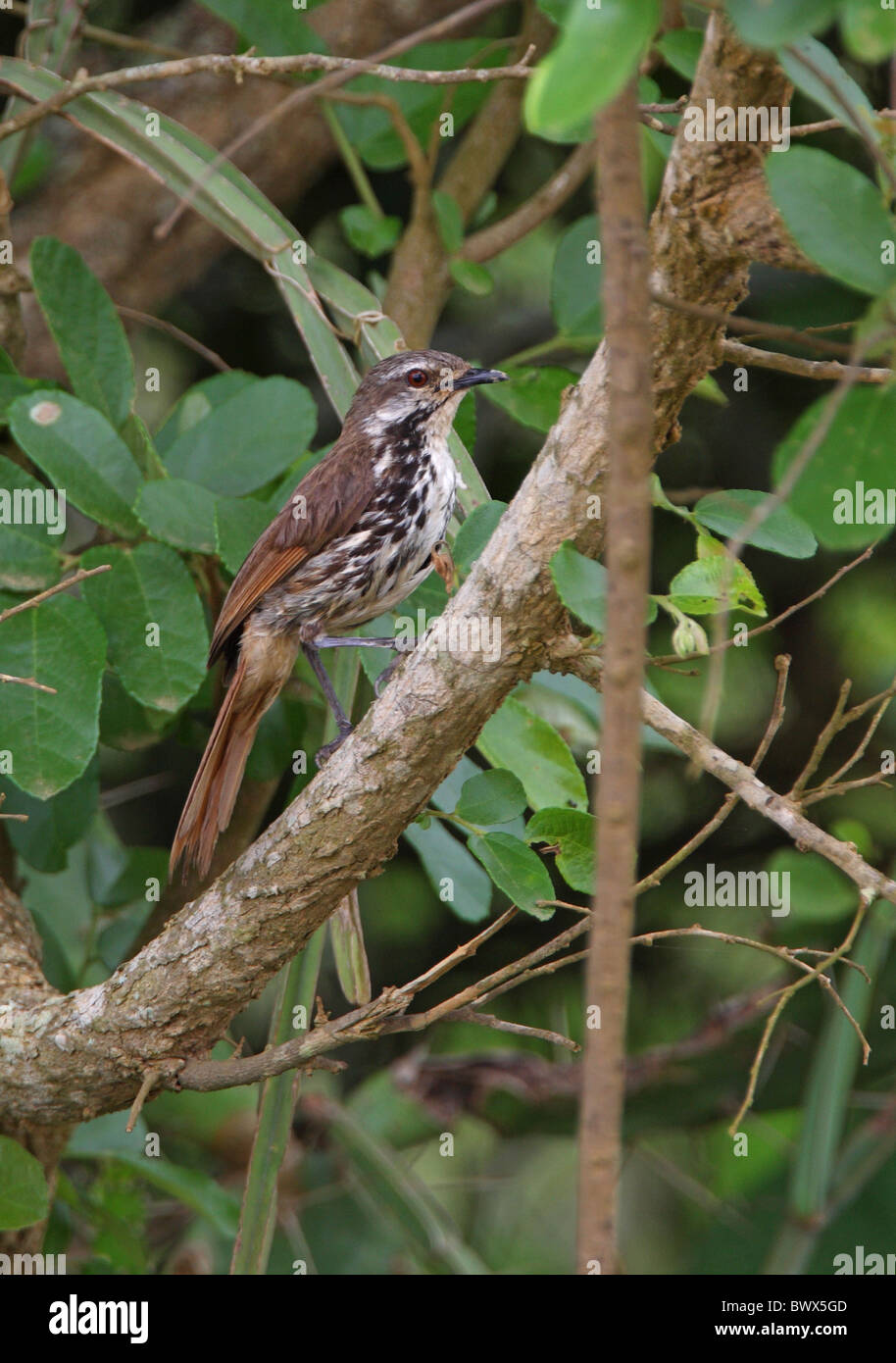 Spotted Morning-thrush (Cichladusa guttata) adult, perched on branch ...