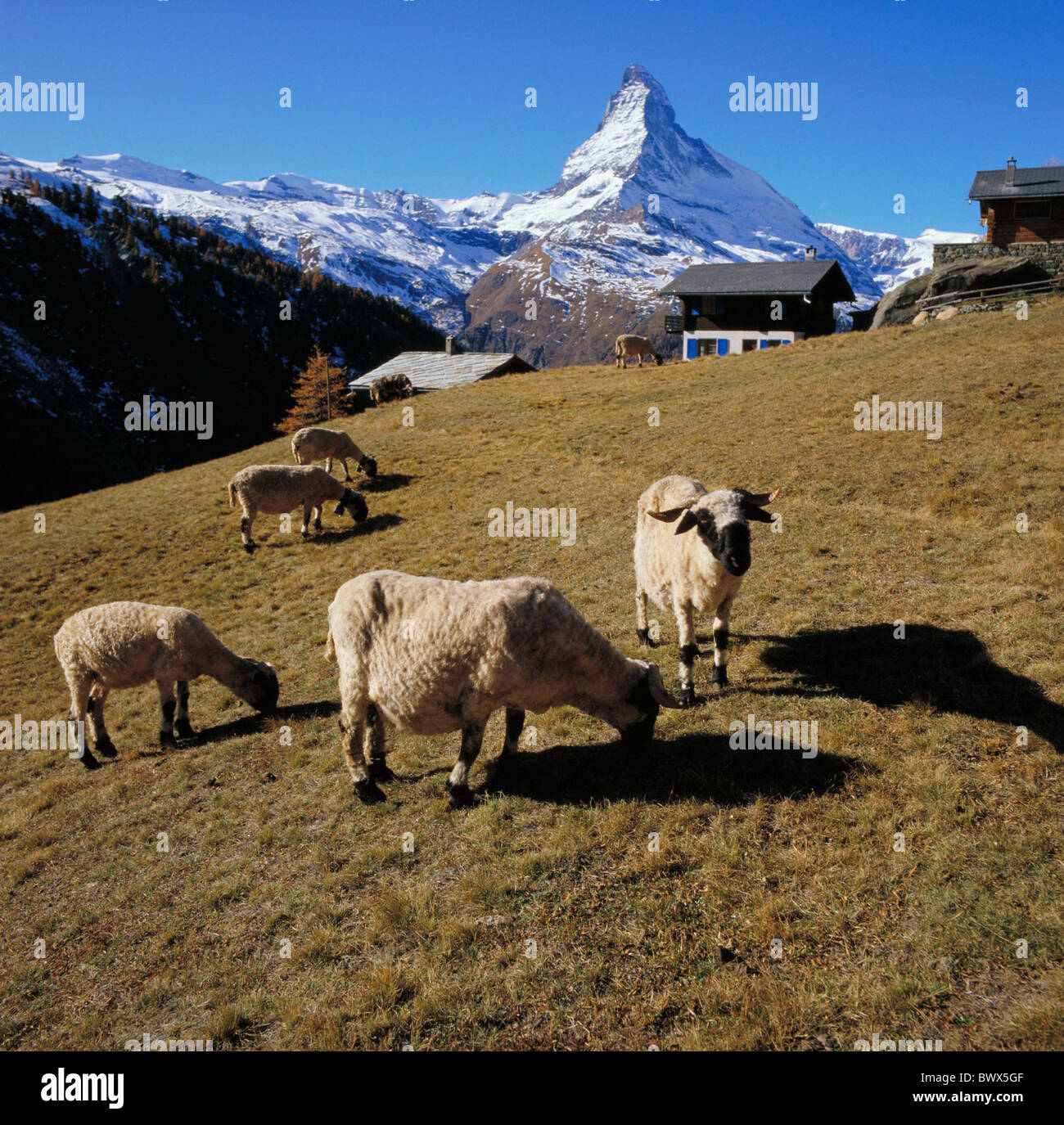 Matterhorn landmark mountain Switzerland Europe sheep Switzerland ...