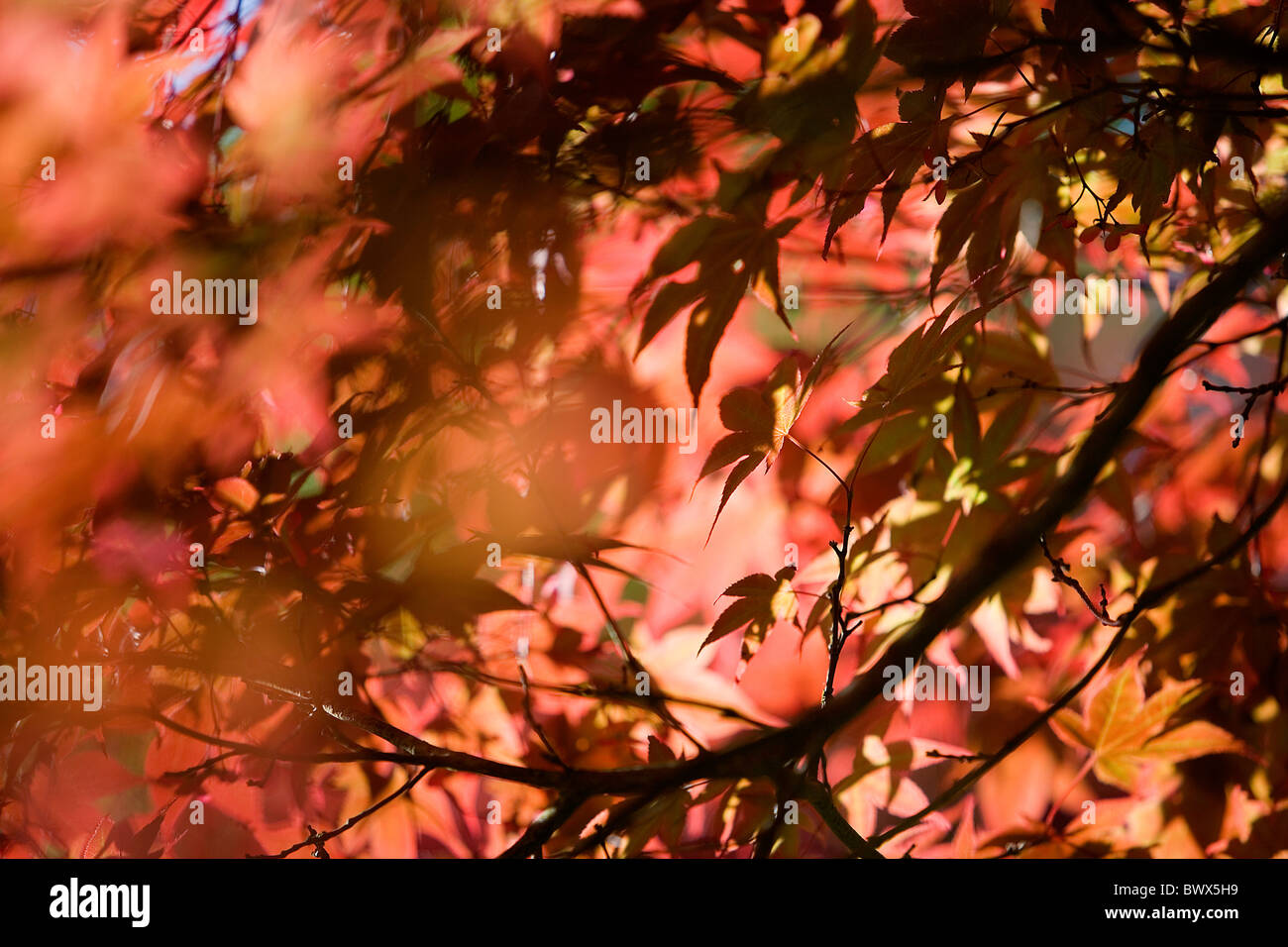 leaf motion soft focus warm colours Stock Photo - Alamy