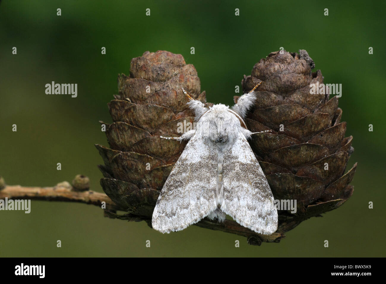 animal animals moth moths lepidoptera insect insects europe european ...