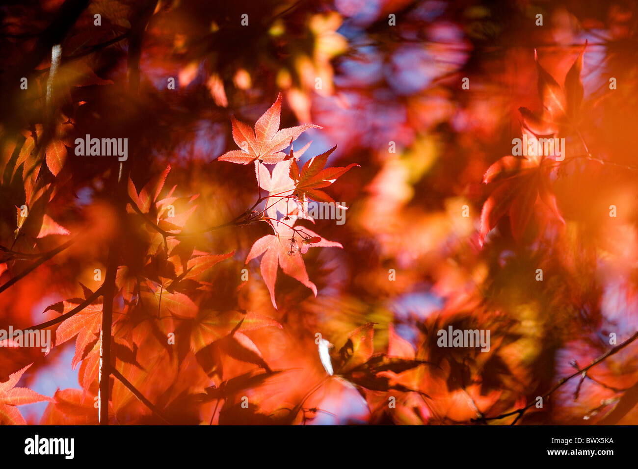 Soft focus nature silhouette hi-res stock photography and images - Alamy