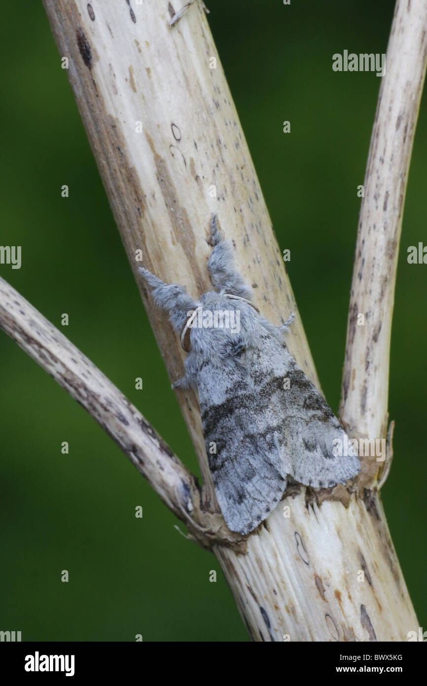 animal animals moth moths lepidoptera insect insects europe european ...