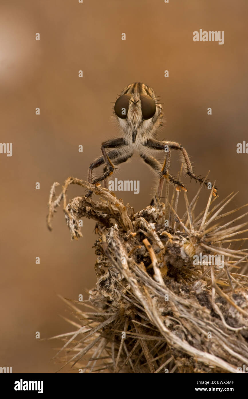 Robber fly (Asilidae, probably Efferia spp) Arizona, USA Stock Photo ...