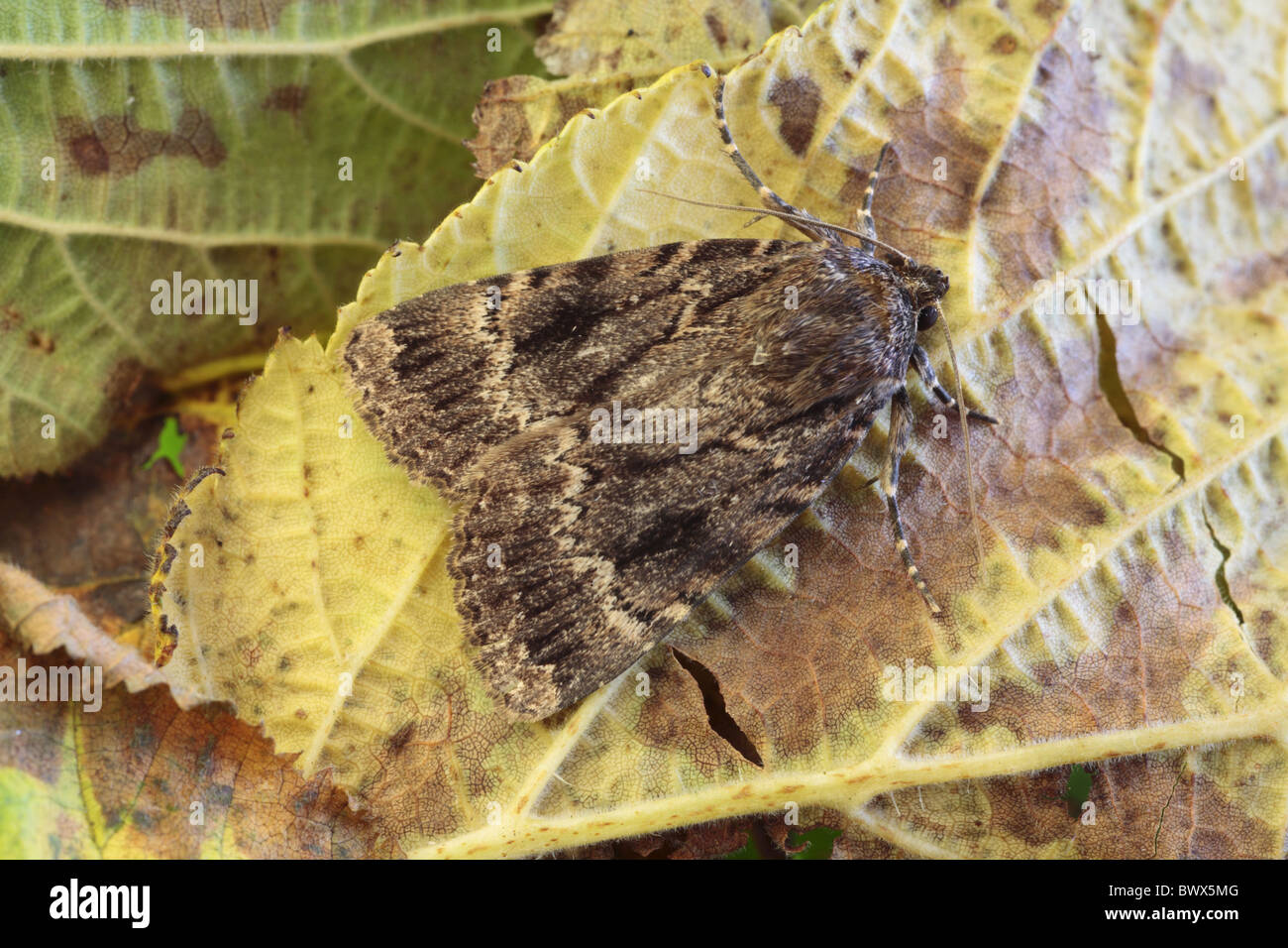 Copper Underwing Amphipyra pyramidea insect bug nature natural wild ...
