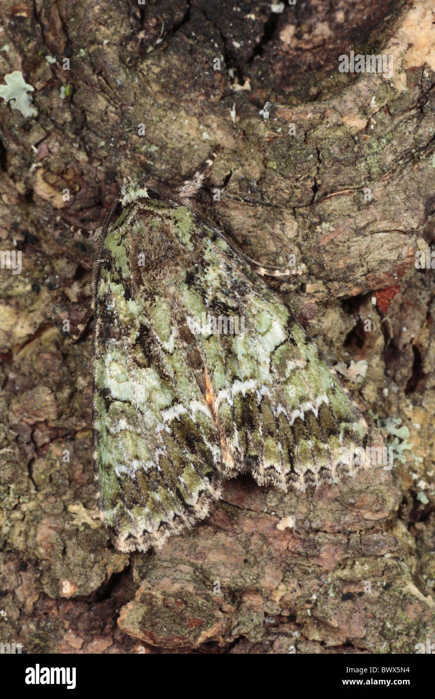 France French Pyrenees ariege nature natural wild wildlife environment ...