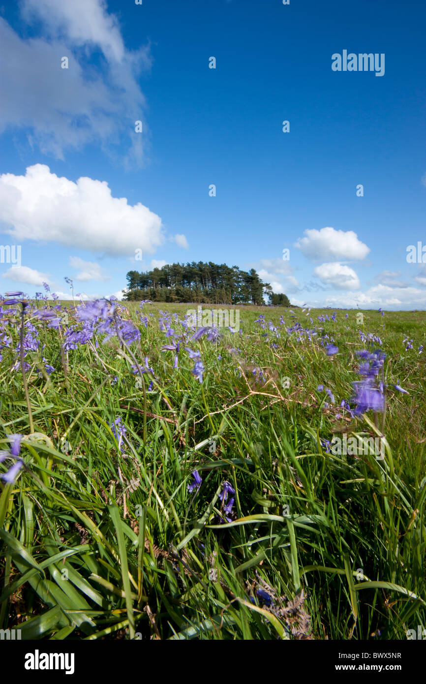Bluebells and May Hill Gloucestershire UK Europe Stock Photo - Alamy