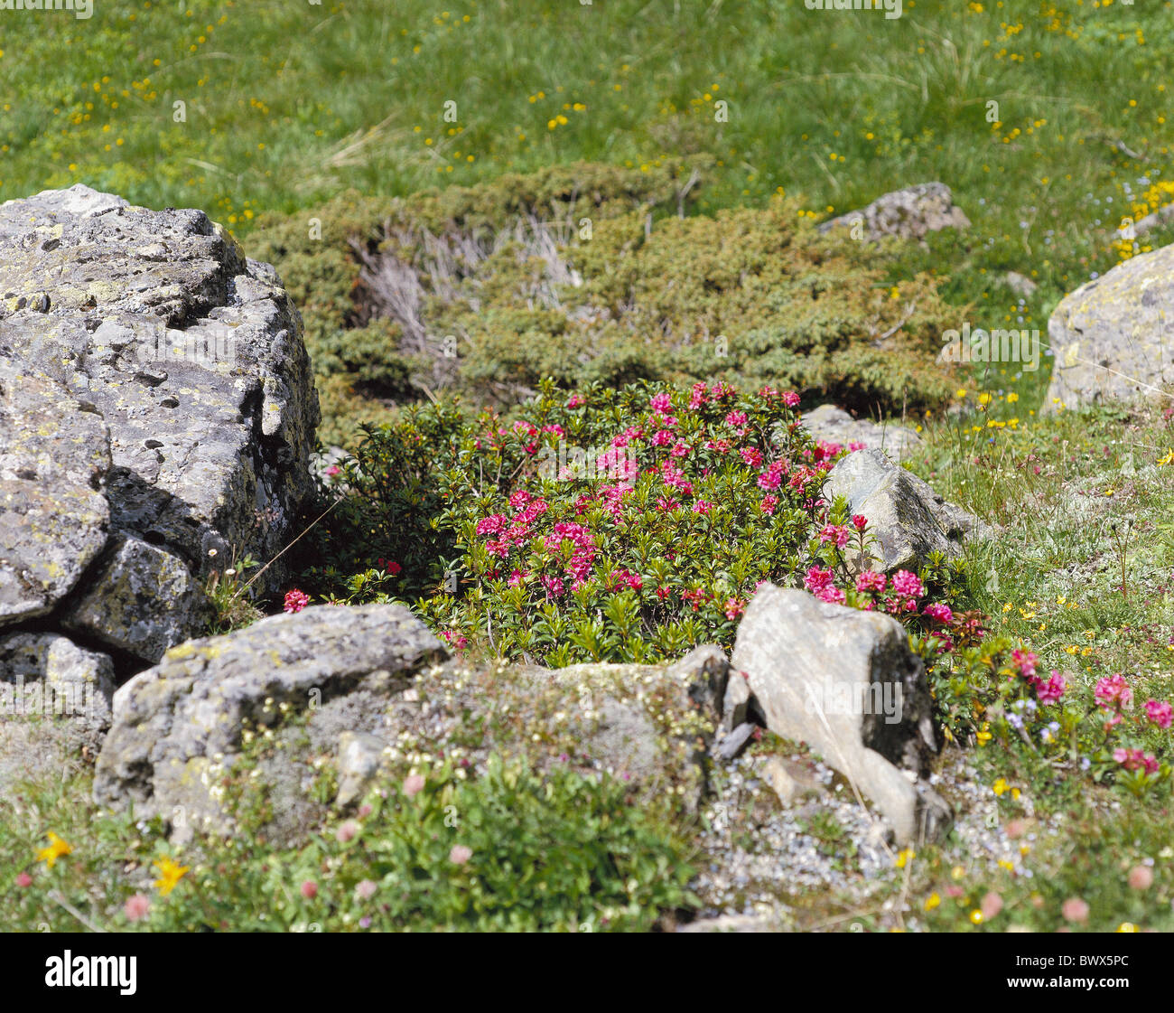 vegetation alpine Alpine roses cliff lumps plants flowers blossoms ...