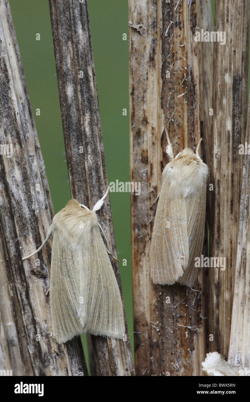 Common wainscot moths hi-res stock photography and images - Alamy