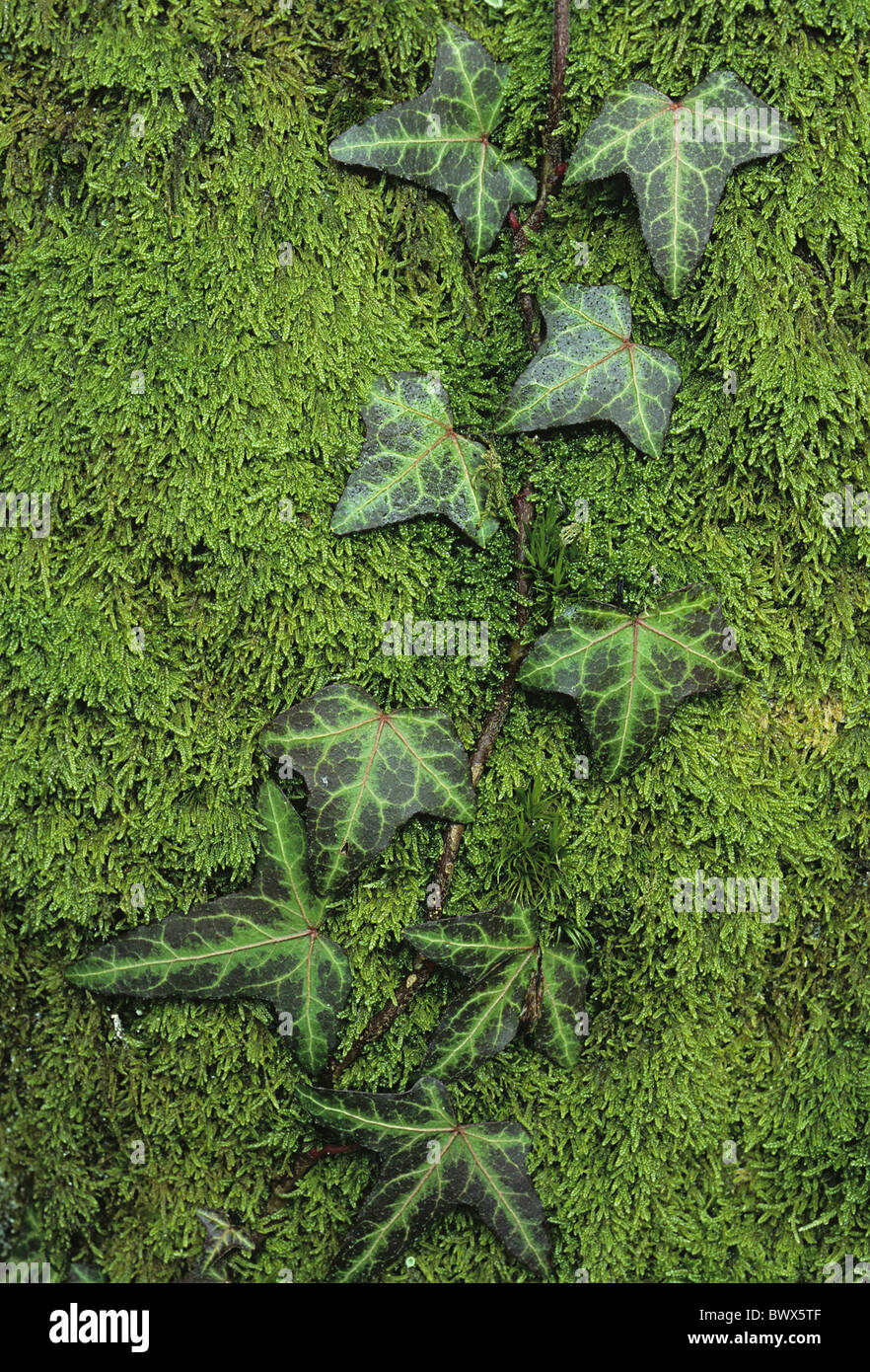 Tendril pattern hi-res stock photography and images - Alamy