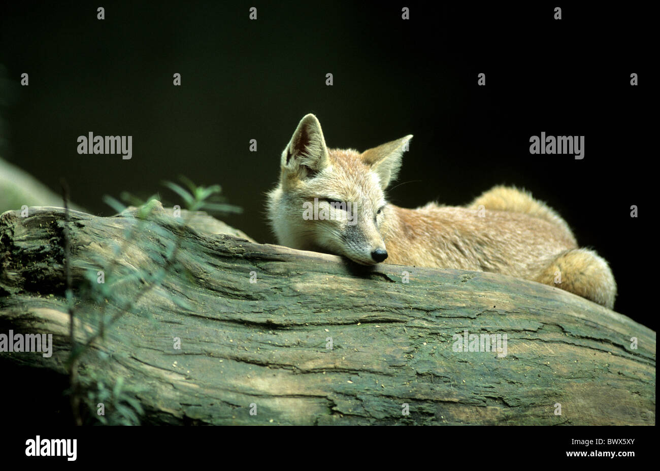 Corsac steppe fox hi-res stock photography and images - Alamy