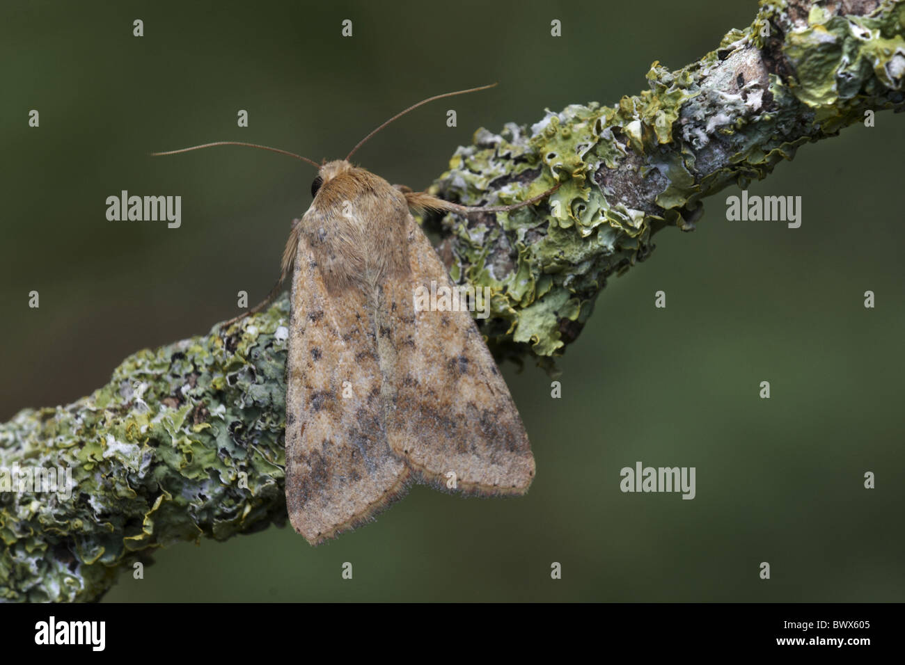 animal animals moth moths lepidoptera insect insects invertebrate ...