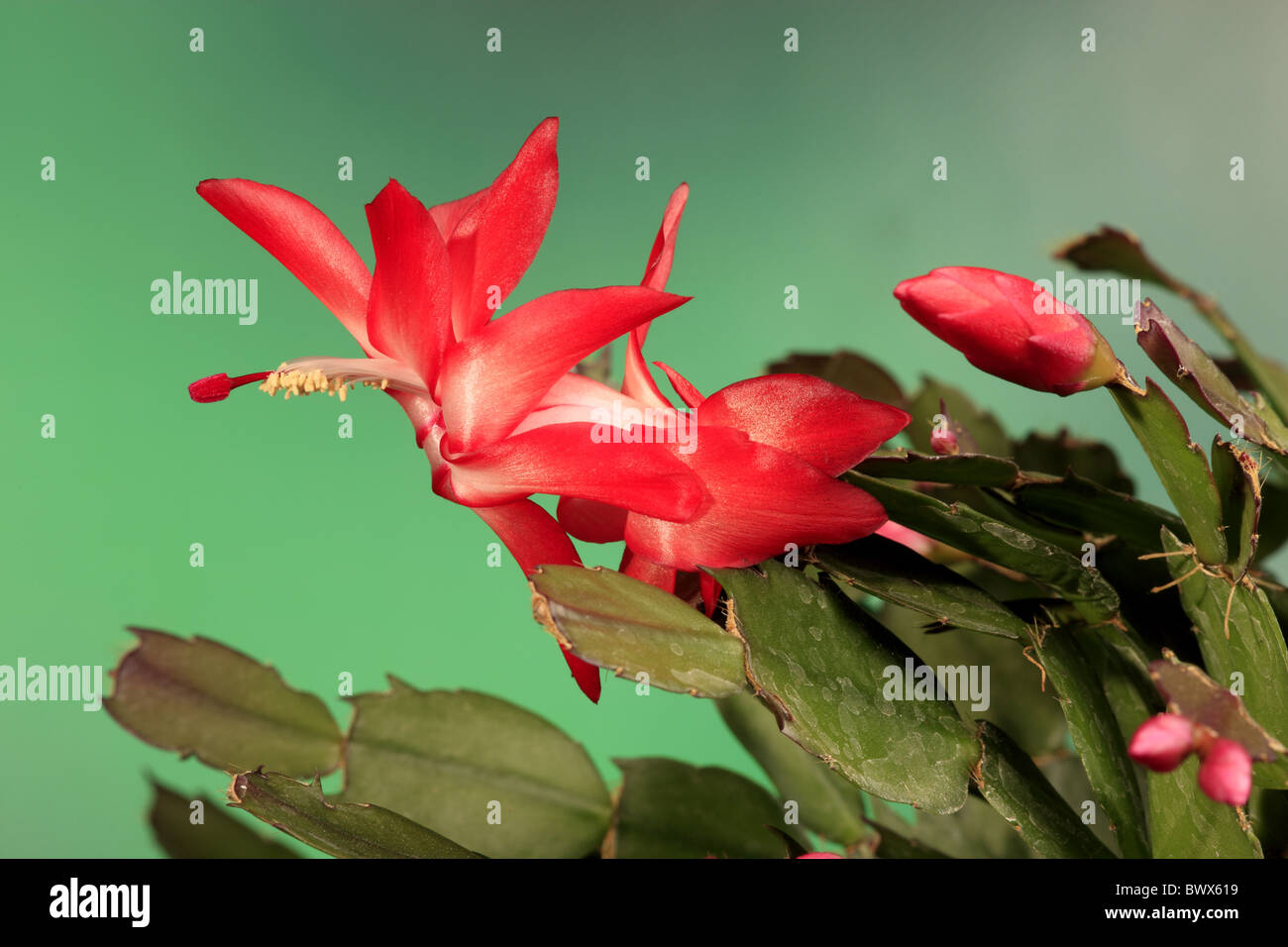 Rhipsalidopsis gaertneri hi-res stock photography and images - Alamy