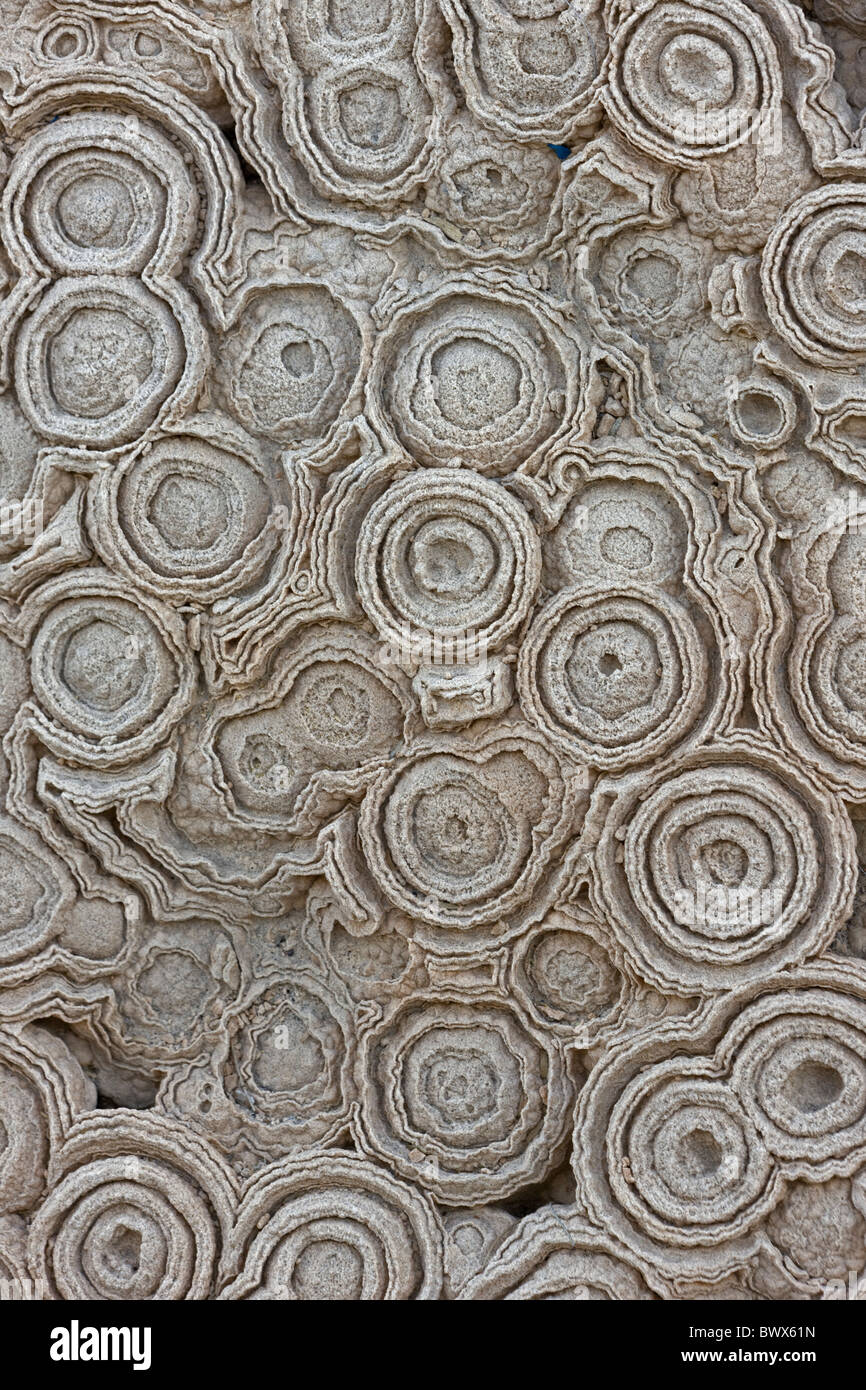 Cyanobacteria fossil hi-res stock photography and images - Alamy