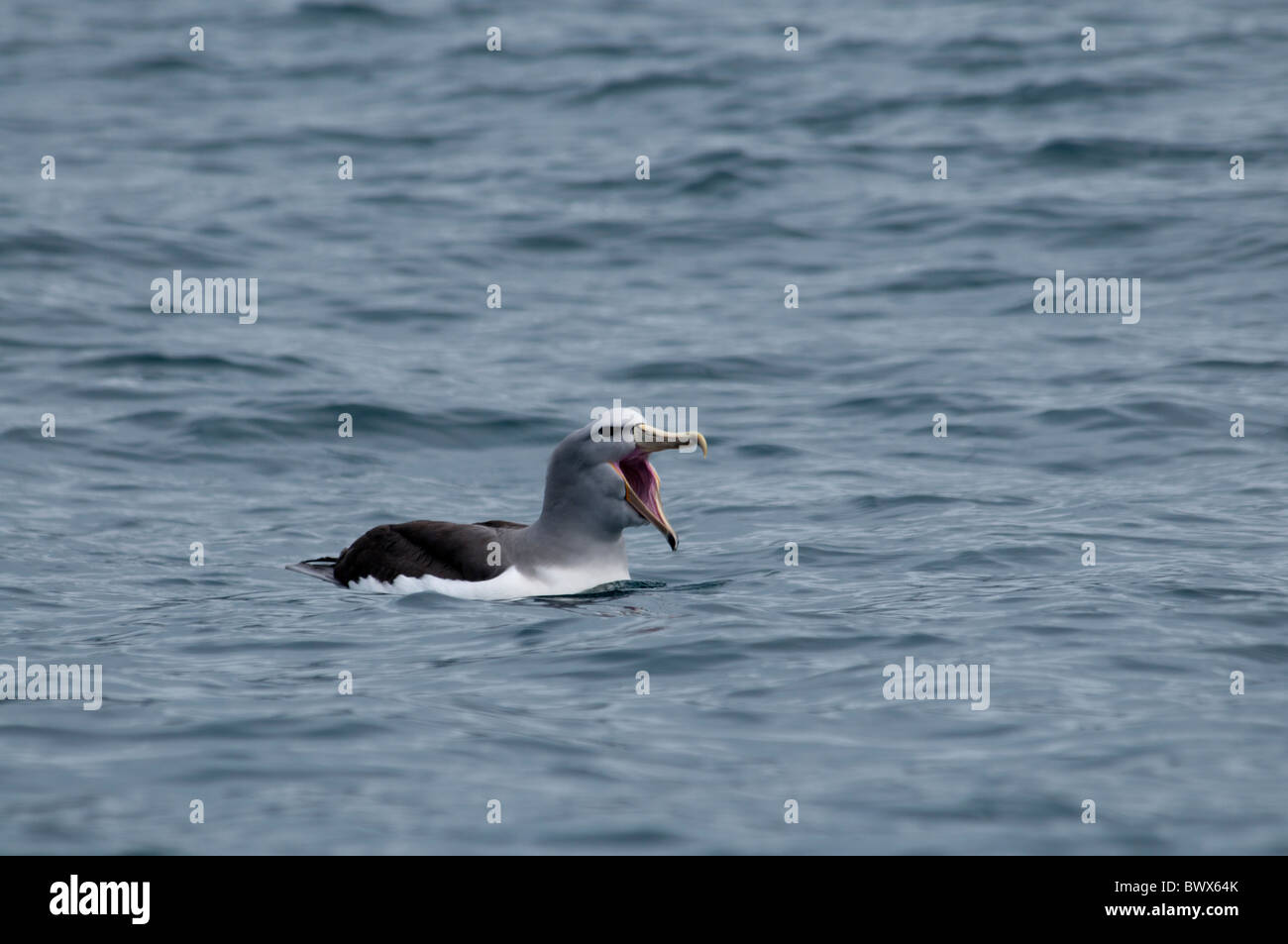 Mollyhawk hi-res stock photography and images - Alamy