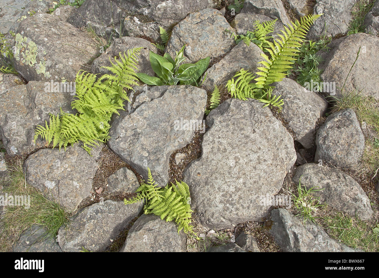 Cumbria ferns limestone limestone pavement Male Fern Dryopteris filix ...