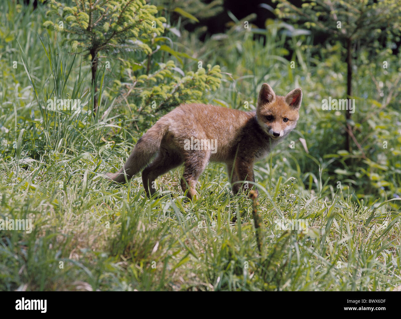 fox young red fox animal beast Switzerland meadow Stock Photo - Alamy